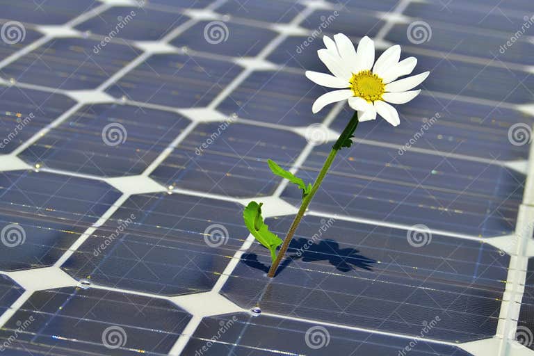 A Single White Daisy Grows through the Grid of a Solar Panel, Its ...