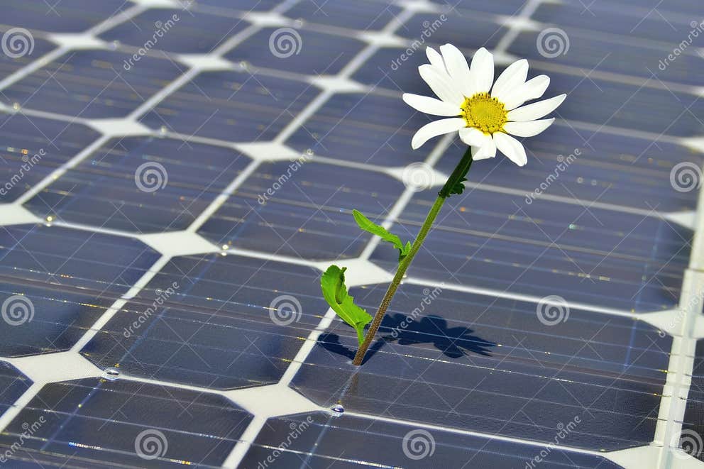 A Single White Daisy Grows through the Grid of a Solar Panel, Its ...