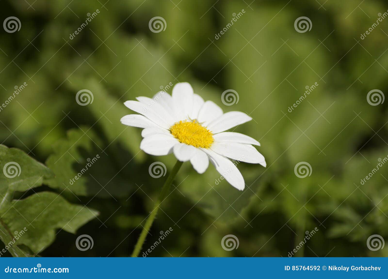 Single white daisy stock photo. Image of summer, flower - 85764592