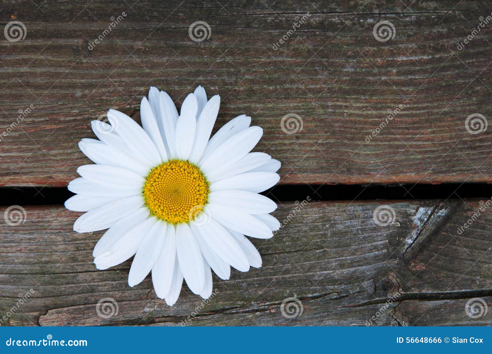 Single white daisy stock photo. Image of daisy, simple - 56648666