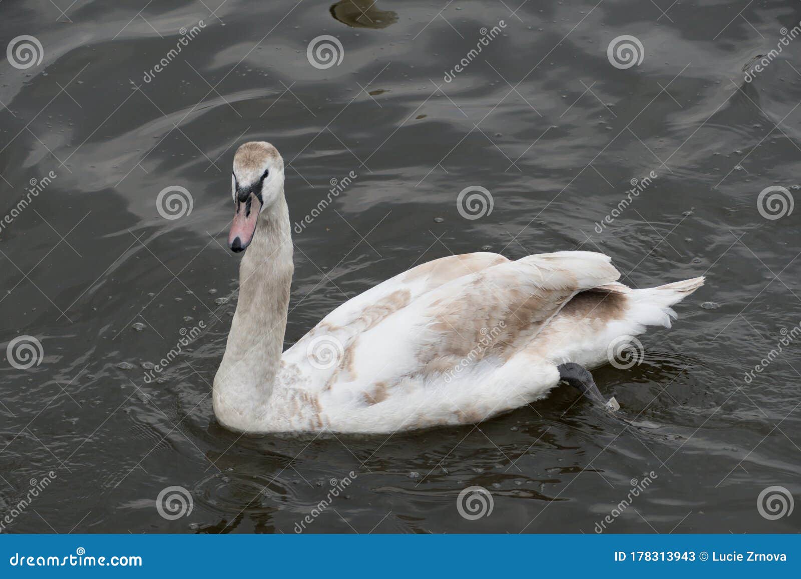 Single Swan on a River Water Stock Image - Image of lake, alone: 178313943