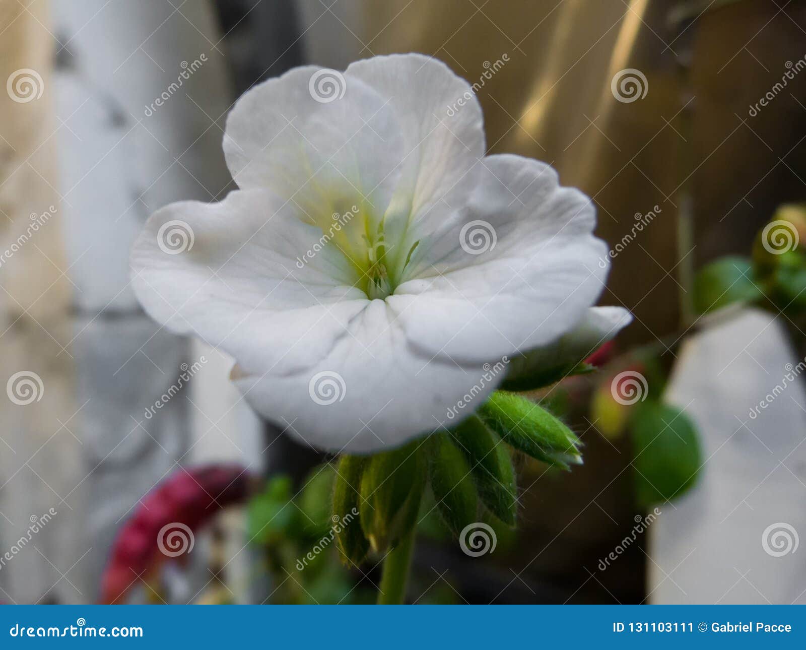 Single white flower stock image. Image of romantic, blooming - 131103111