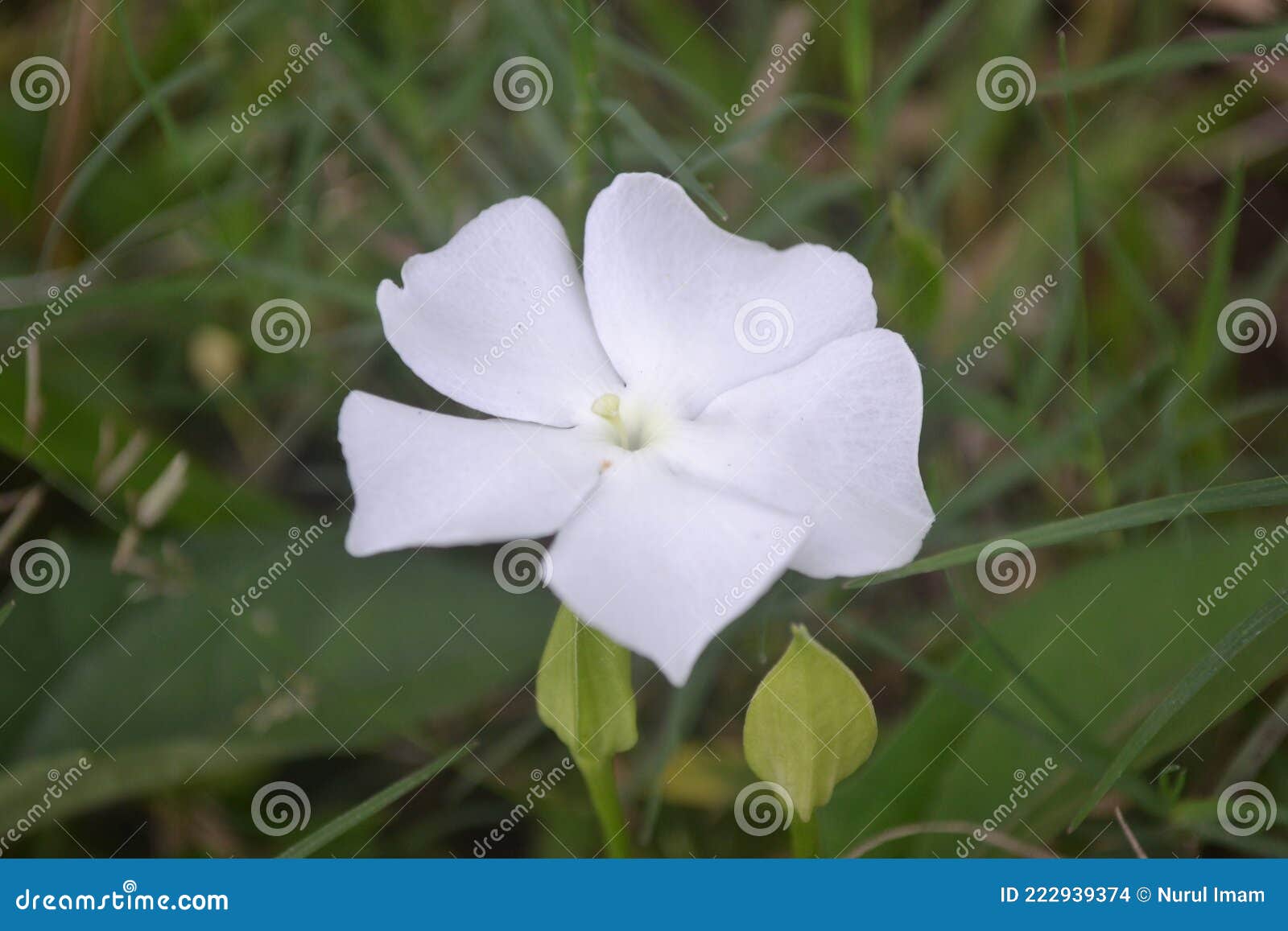 Single White Flower in the Forest. Flower Background Stock Photo ...