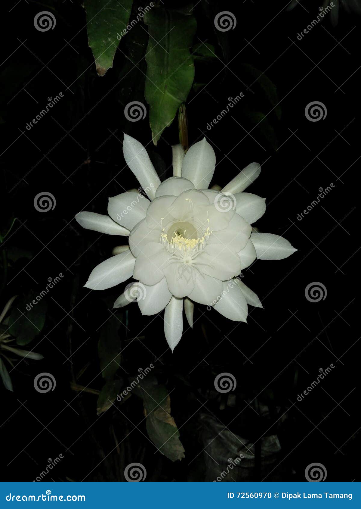 Single White Flower stock photo. Image of flora, floral - 72560970