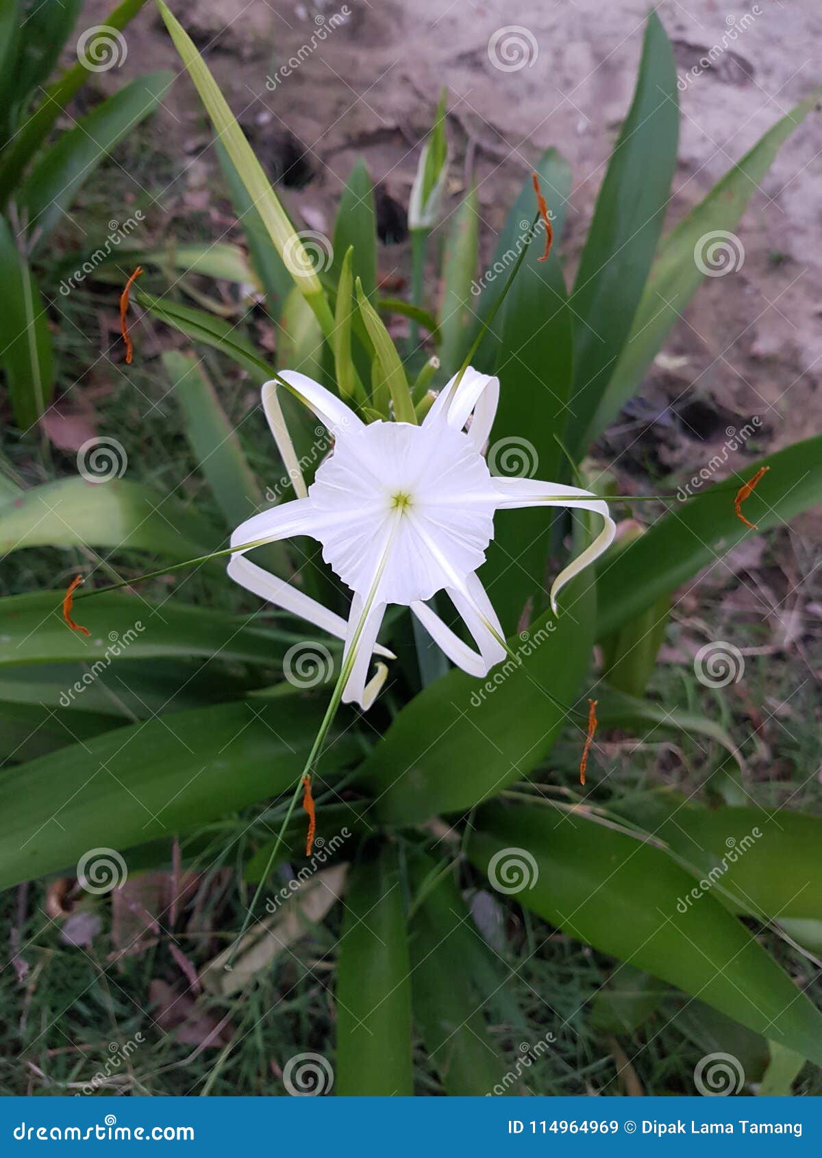 Single White Flower stock image. Image of white, floral - 114964969