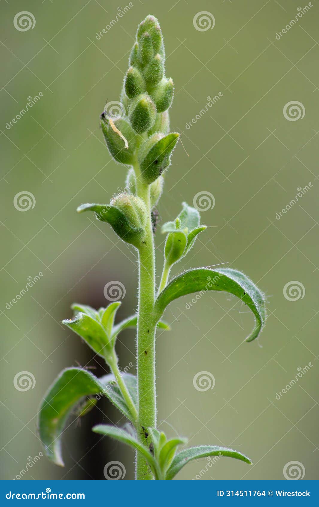 Single White Flower Stem Standing in a Garden. Stock Photo - Image of ...
