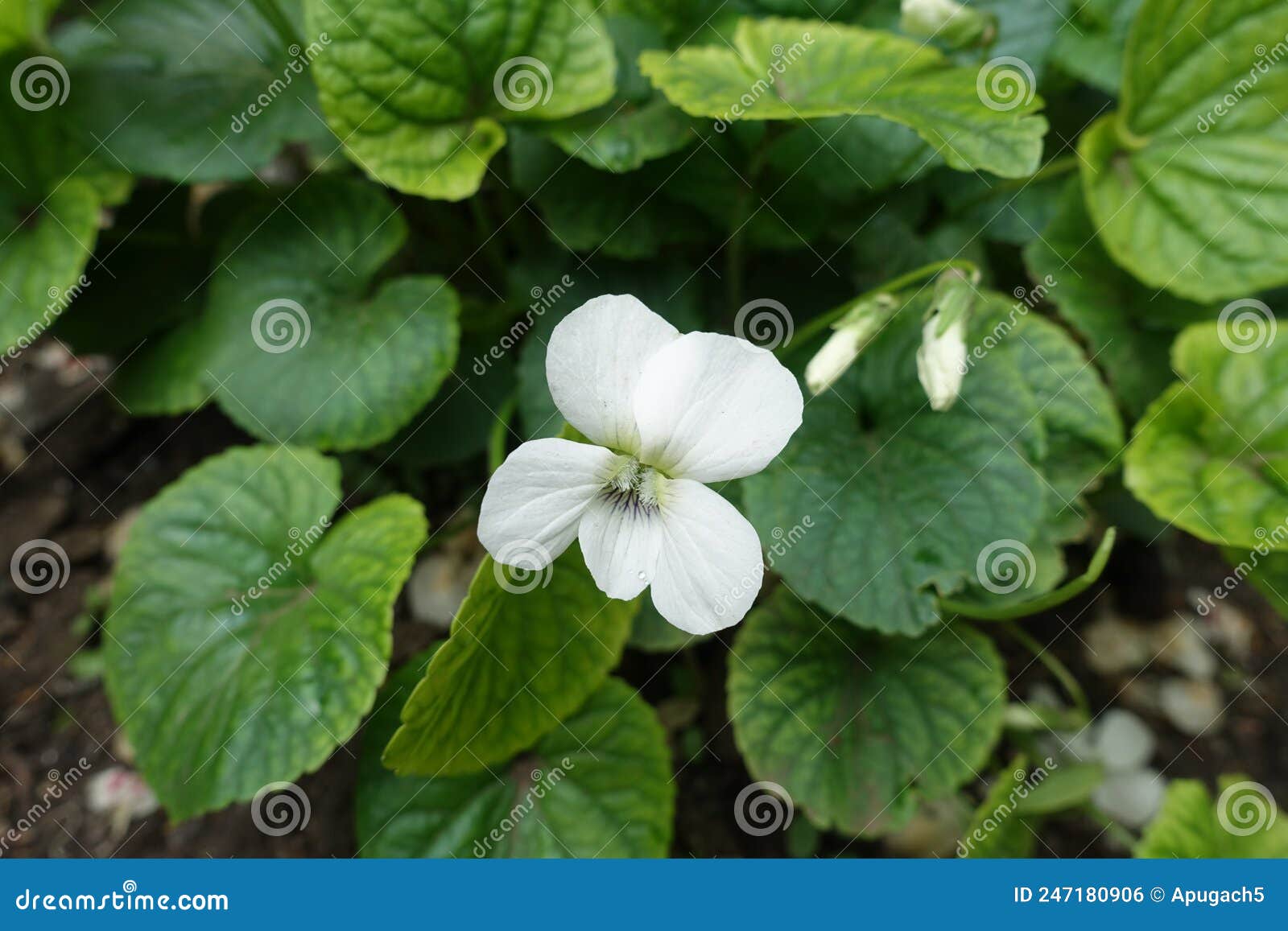 Single White Flower of Viola Sororia Albiflora in May Stock Photo ...