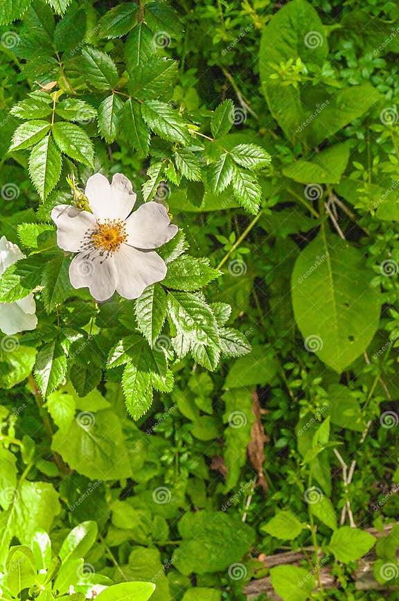 Single White Flower with a Yellow Central Disc Stock Photo - Image of ...
