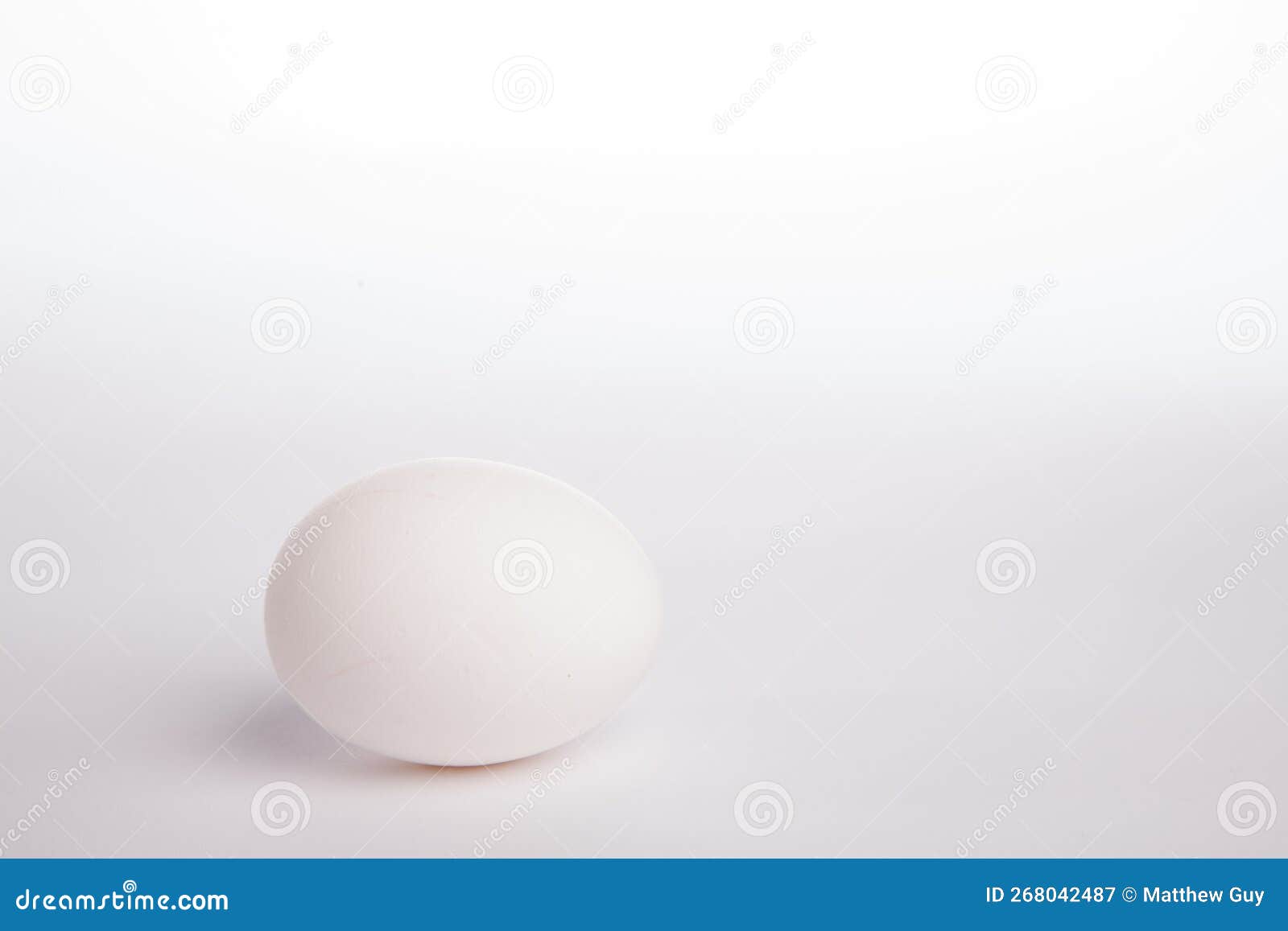 Perfect Single White Egg on White Background Stock Image - Image of ...