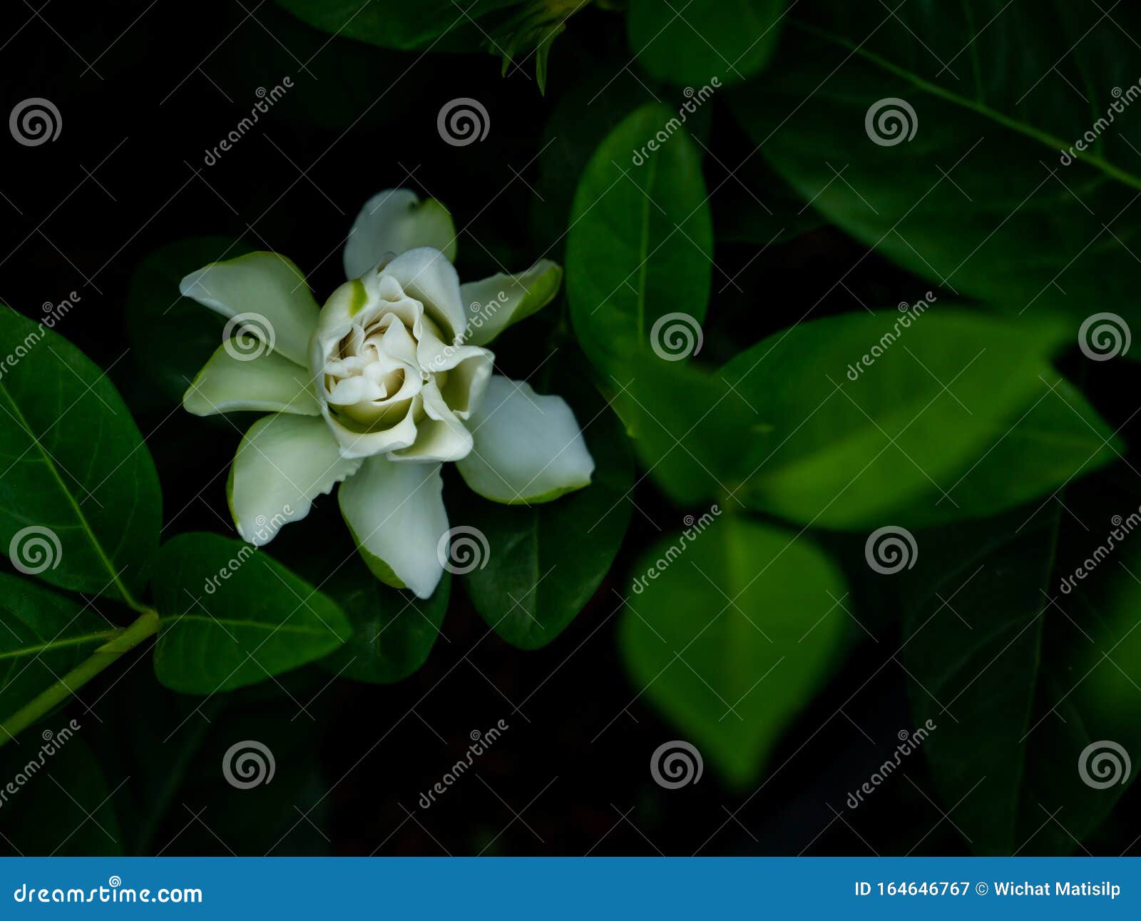 Single White Gardenia Flower Blooming Stock Image - Image of attractive ...