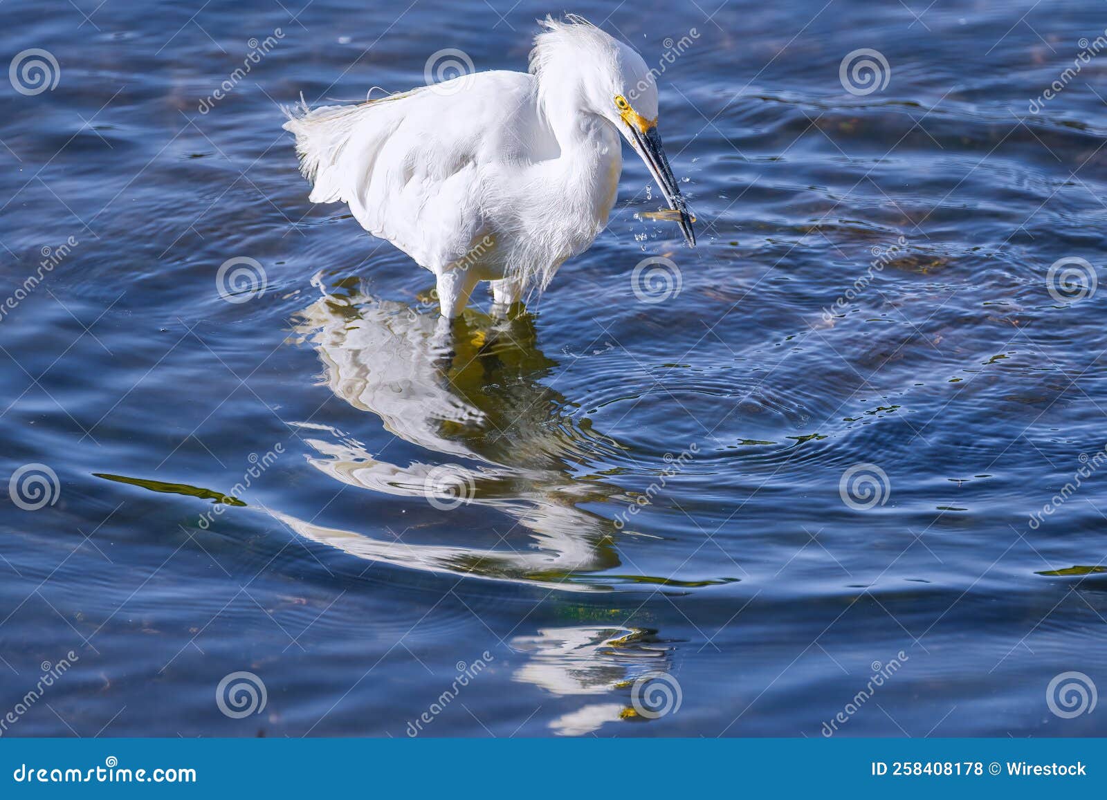 Single White Great Egret in a Water Stock Photo - Image of orinthology ...
