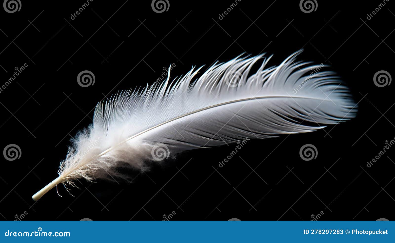 A Single White Hen Feather on Black Background Stock Illustration ...