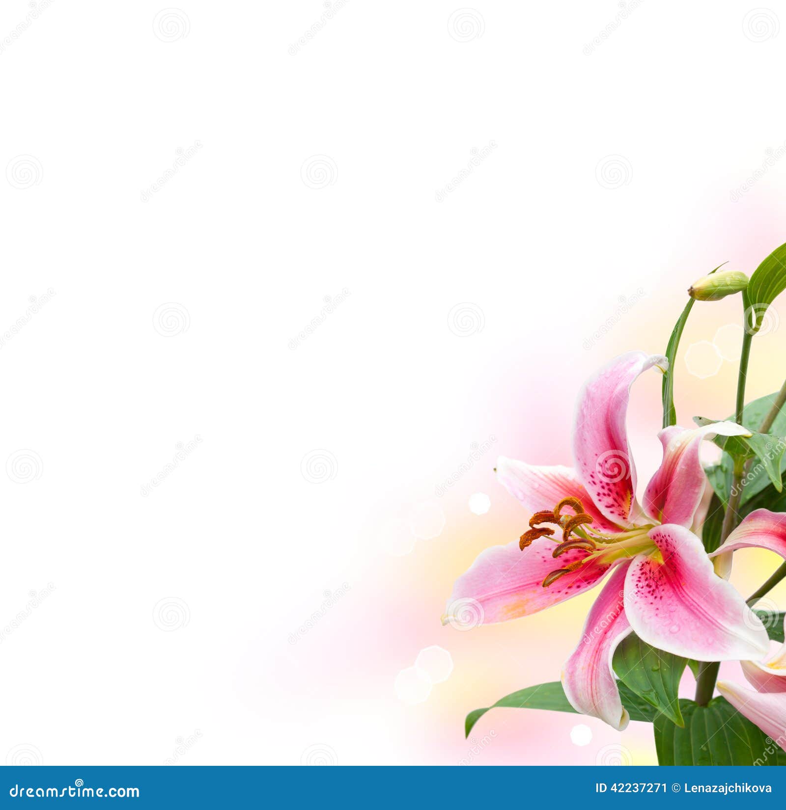 Single White Lily in the Corner Stock Image - Image of colorful, curved ...