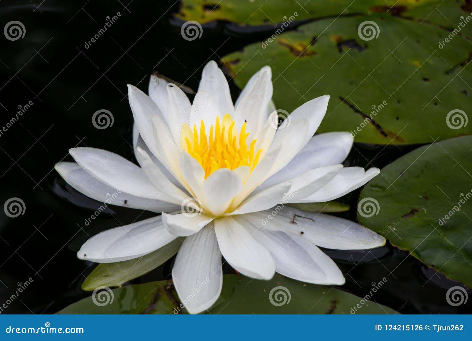 Single White Lily Pad on the Water Stock Photo - Image of flower ...