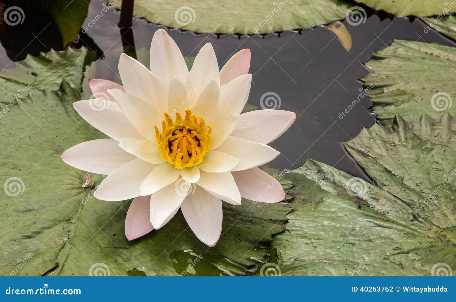 Single white lotus stock photo. Image of botany, flora - 40263762