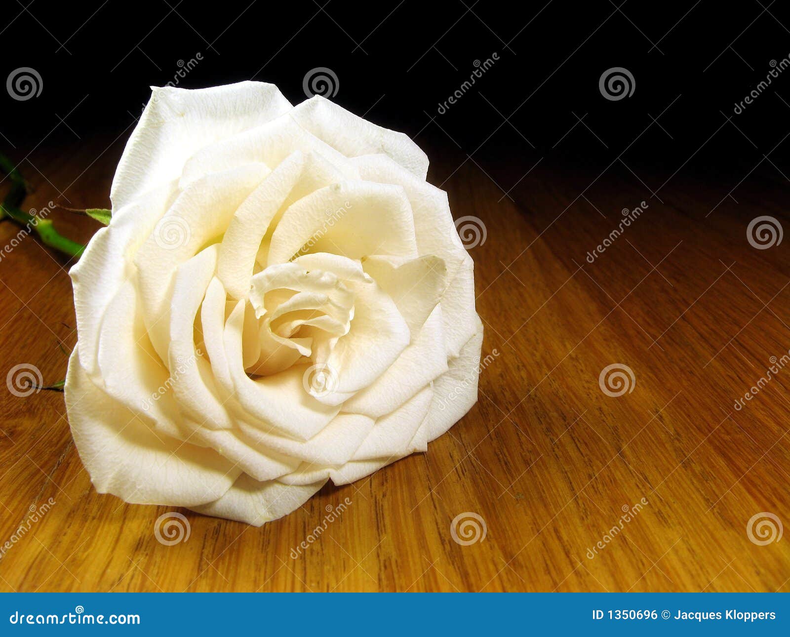 Single white rose stock photo. Image of rose, wood, lonely - 1350696