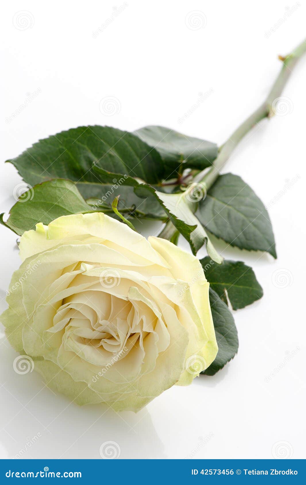 Single White Rose Stock Photo - Image: 42573456