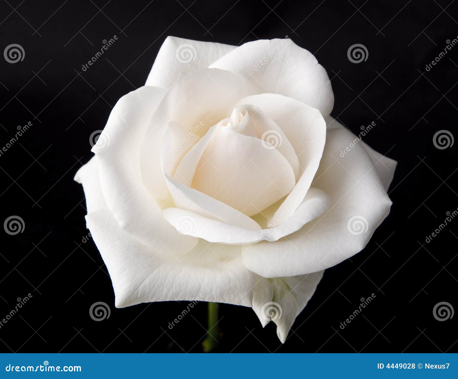 Single White Rose stock photo. Image of bloom, petal, blooming - 4449028