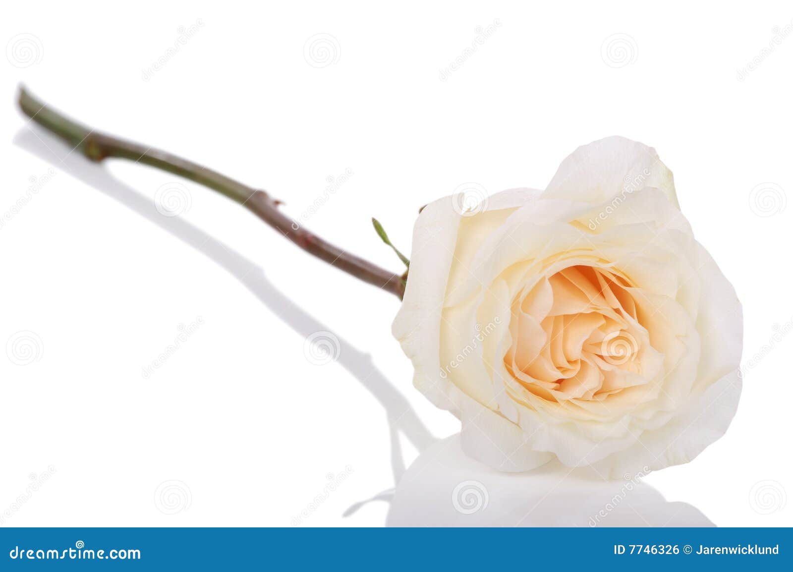 Single white rose stock photo. Image of petals, rose, plant - 7746326