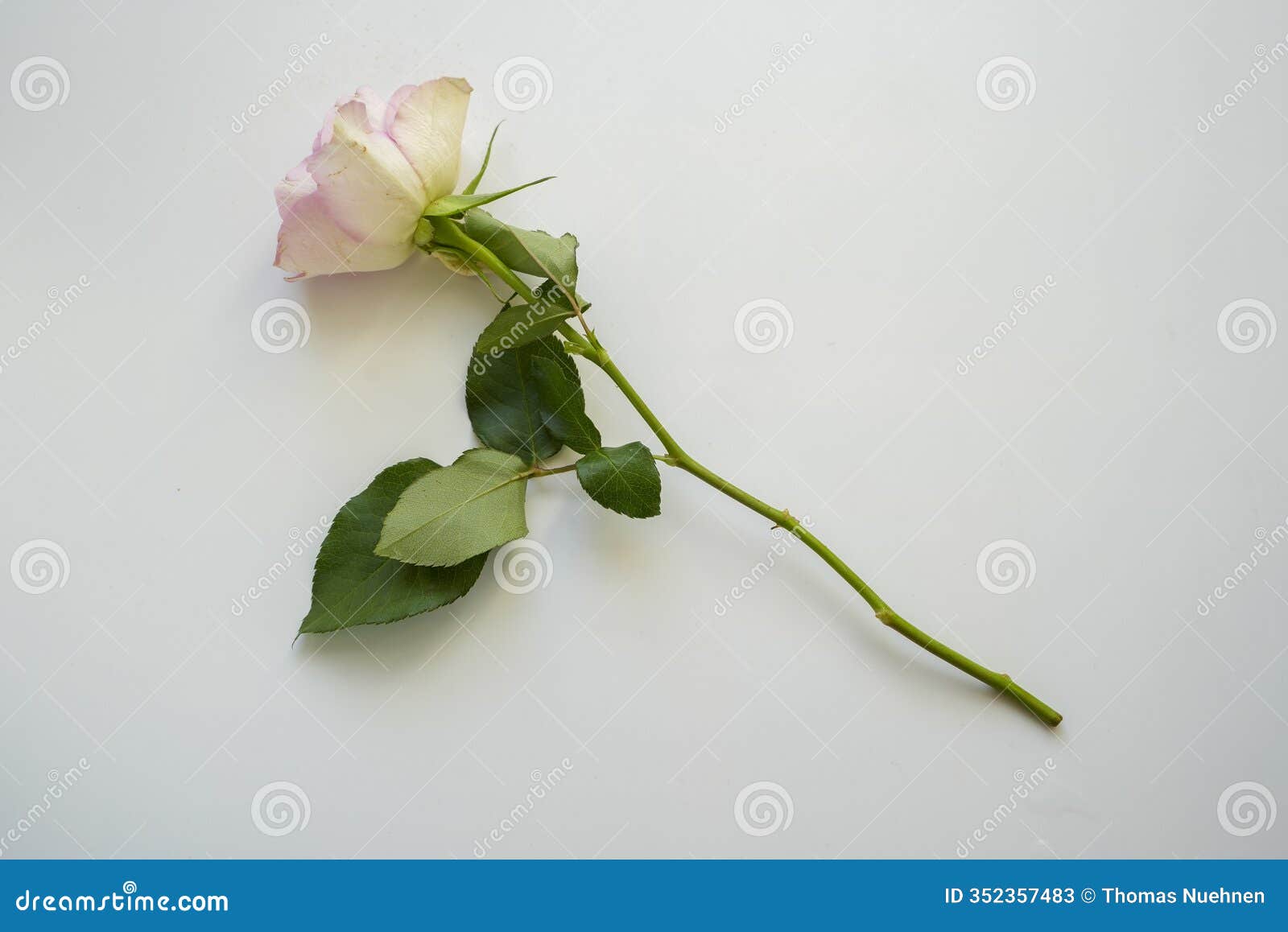 Single White Rose on White Background Stock Image - Image of ...