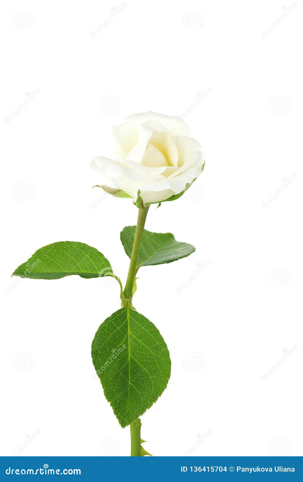 Single White Rose on a White Background Stock Photo - Image of ...