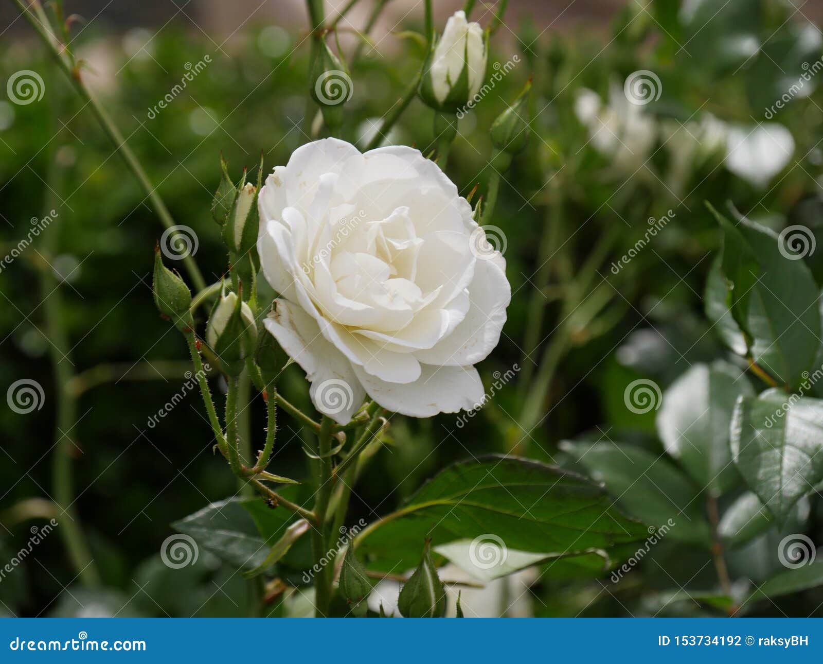 Single White Rose, Blooming Stock Photo - Image of floral, green: 153734192