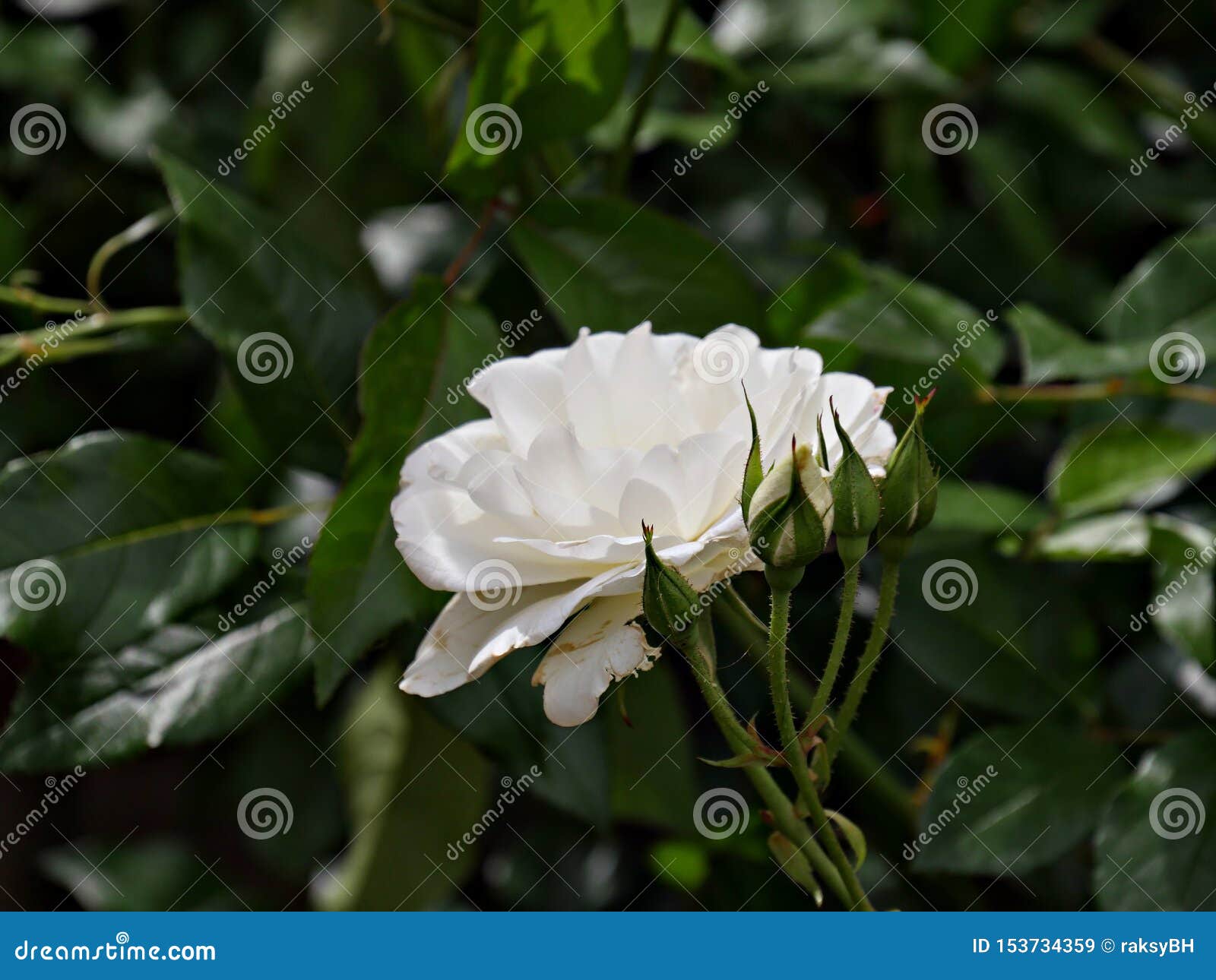 Single White Rose, Blooming Stock Image - Image of love, valentine ...