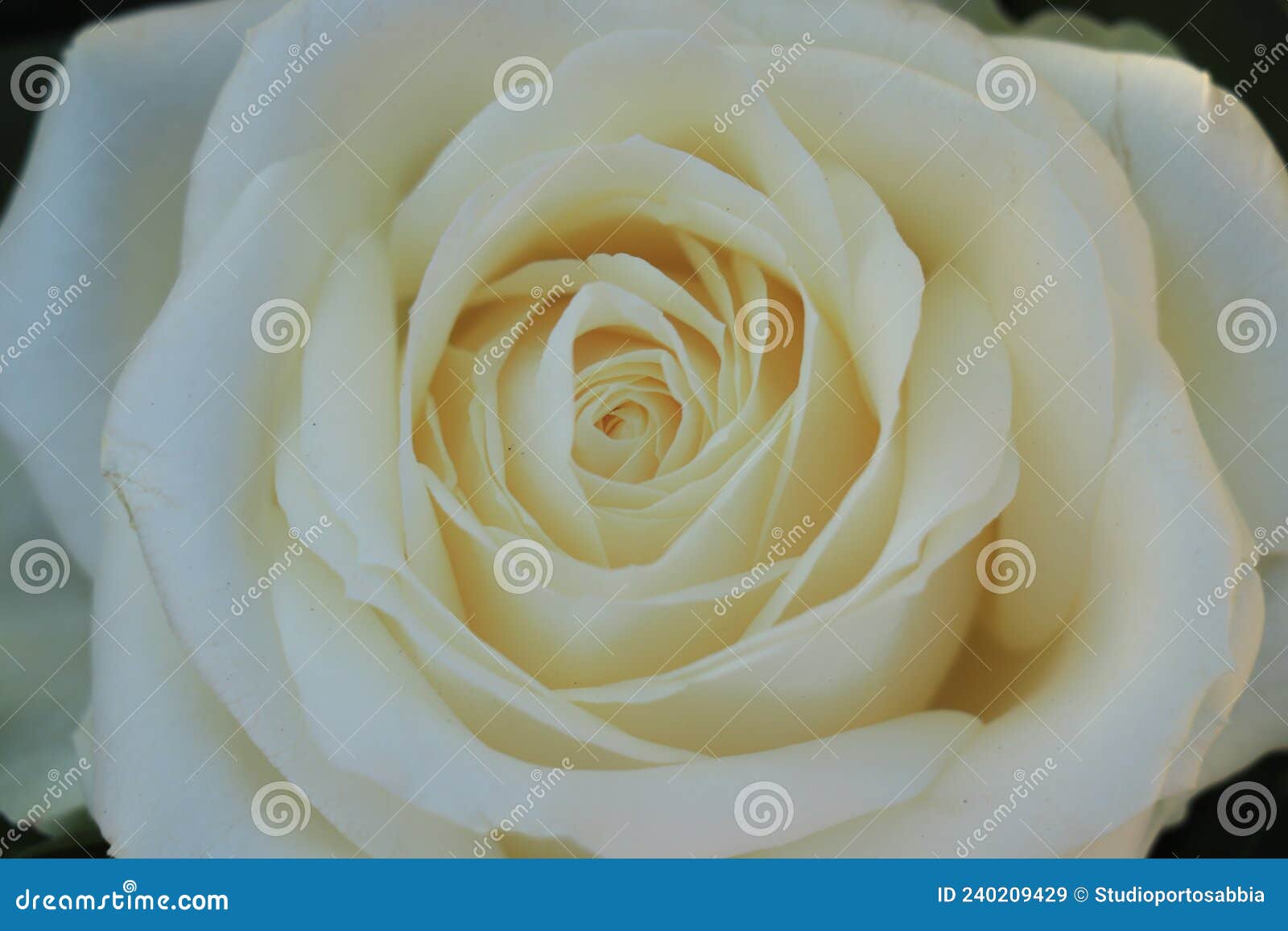Single white rose stock image. Image of arrangement - 240209429