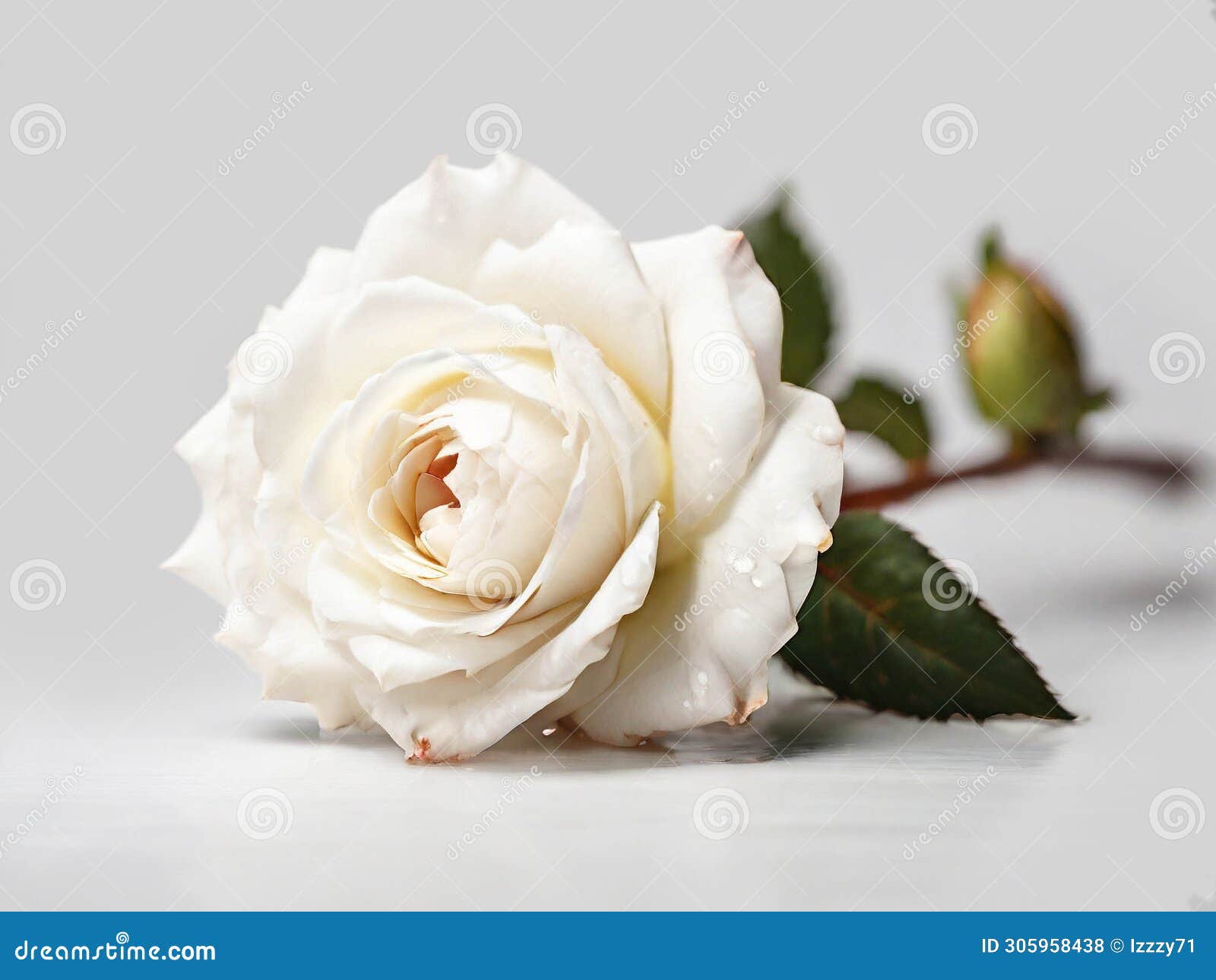 Single White Rose, Close Up Stock Illustration - Illustration of ...