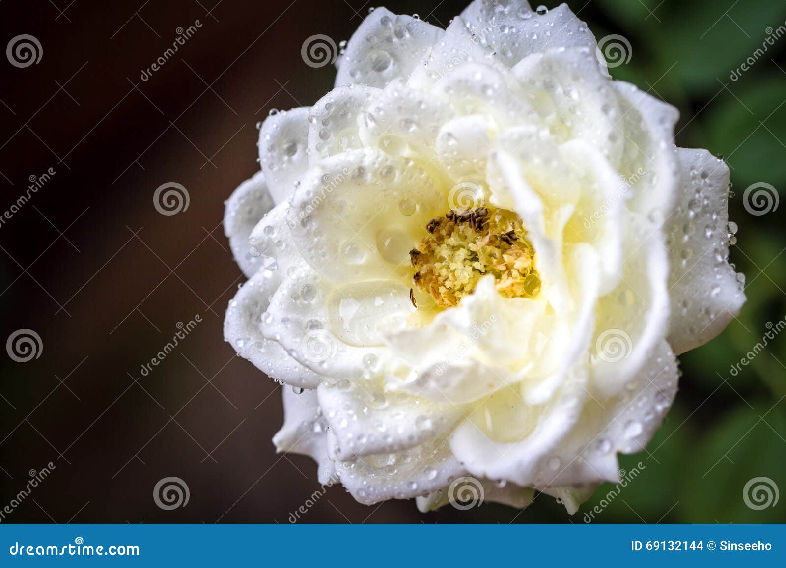 Single white rose stock photo. Image of holy, mood, flora - 69132144