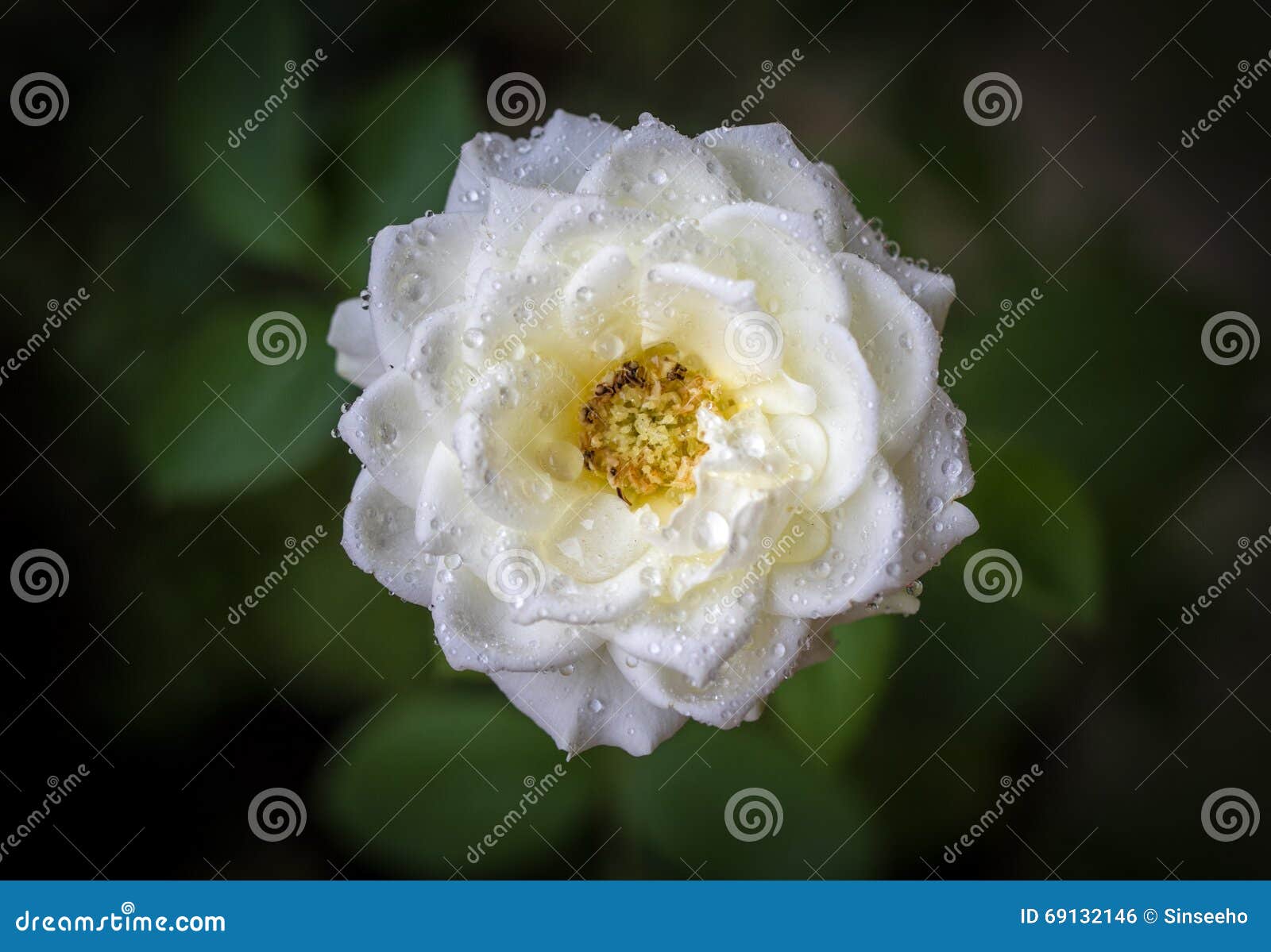 Single white rose stock photo. Image of flora, soft, thursday - 69132146