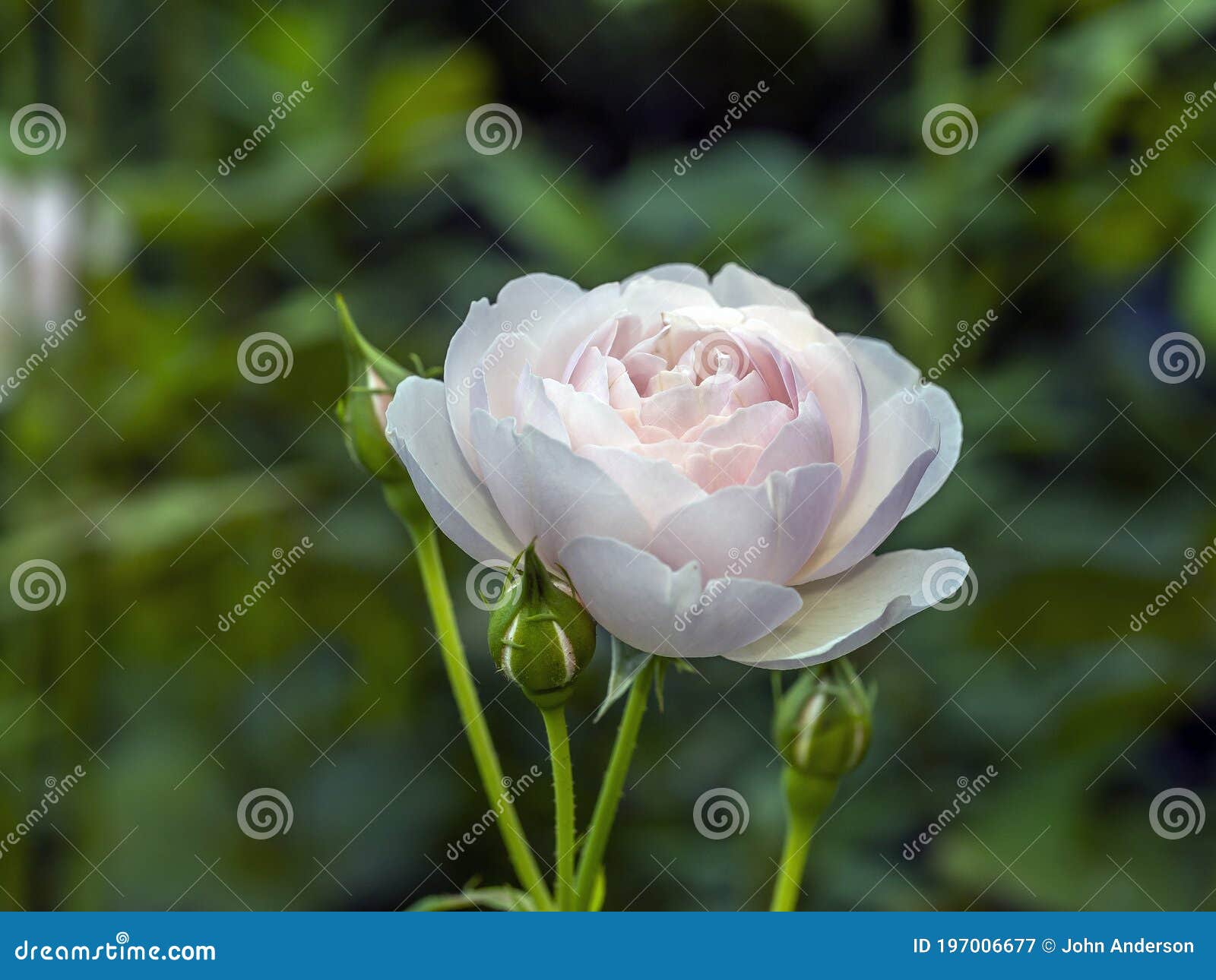 Single white rose stock image. Image of trees, white - 197006677