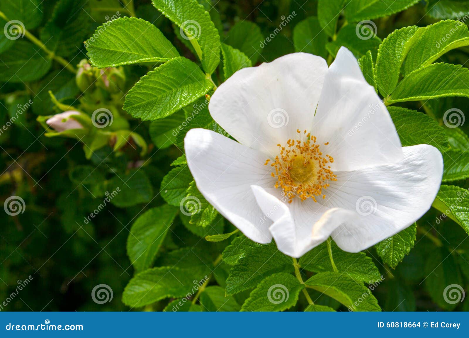 Single White Rose stock photo. Image of green, spring - 60818664