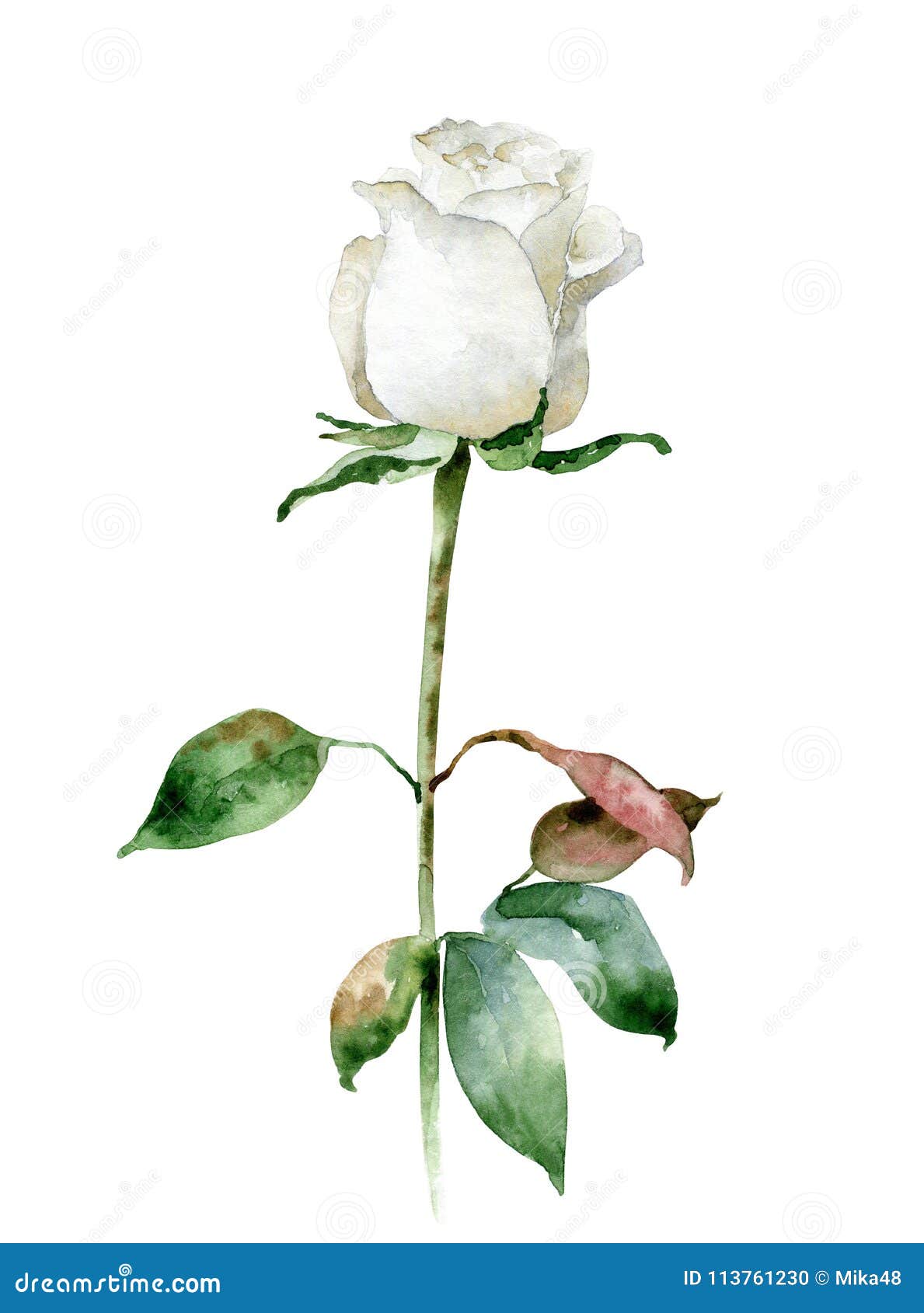 Single White Rose Isolated on White Background Stock Illustration ...