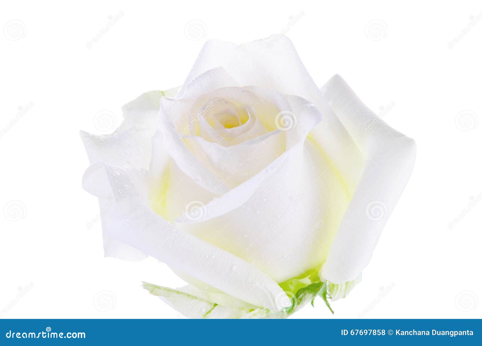 A Single White Rose Isolated on White Background Stock Photo - Image of ...