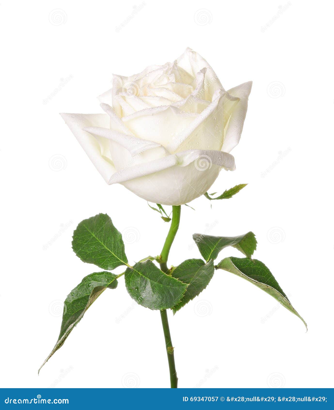 A Single White Rose Isolated On White Background. Stock Image - Image ...