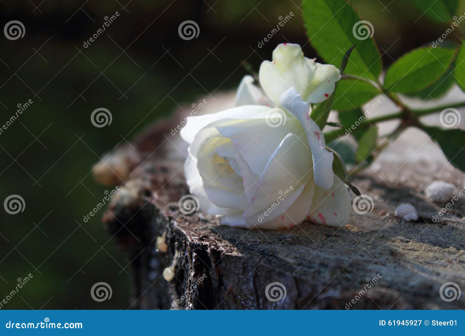 Single white rose stock image. Image of trunk, nature - 61945927