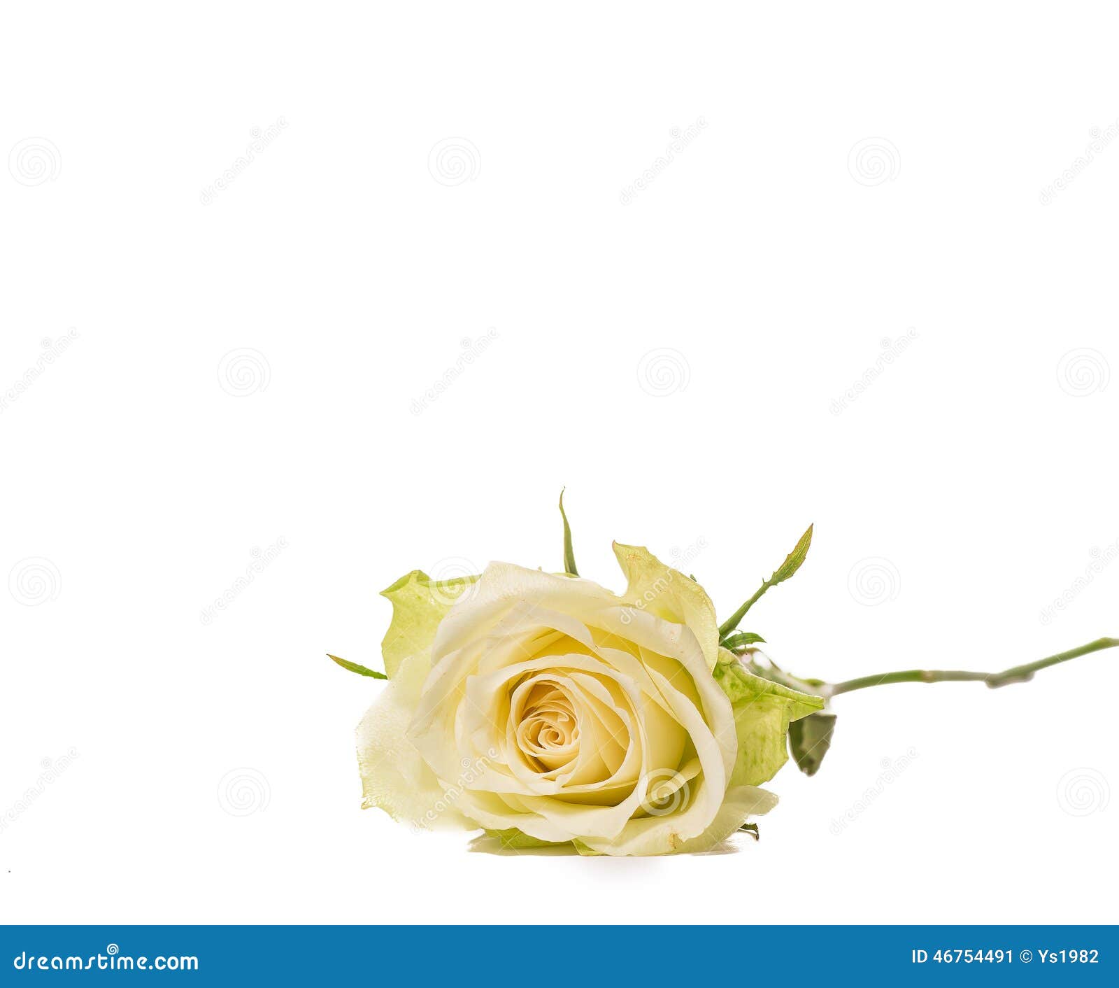 Single White Rose with Leaves and Stem Stock Image - Image of fragrant ...