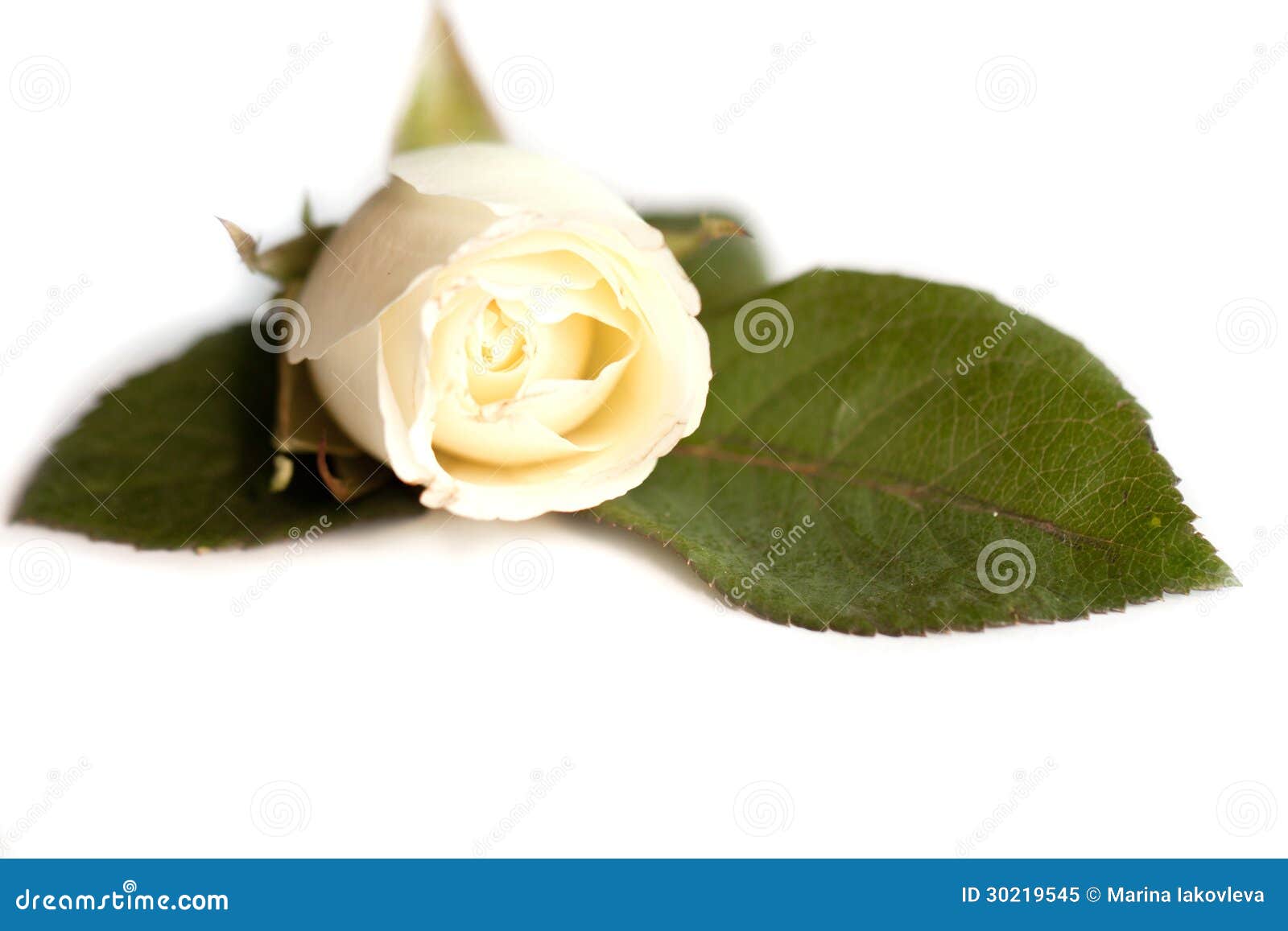 Single White Rose with Leaves and Stem Stock Image - Image of flowers ...