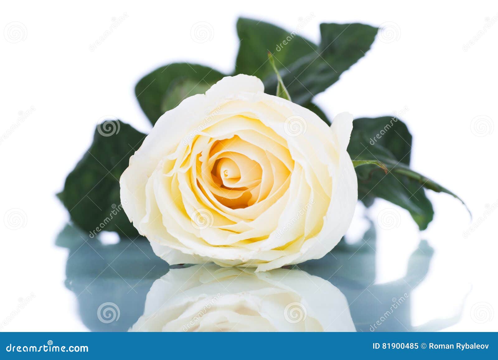 Single White Rose with Leaves and Stem on White Background Stock Image ...