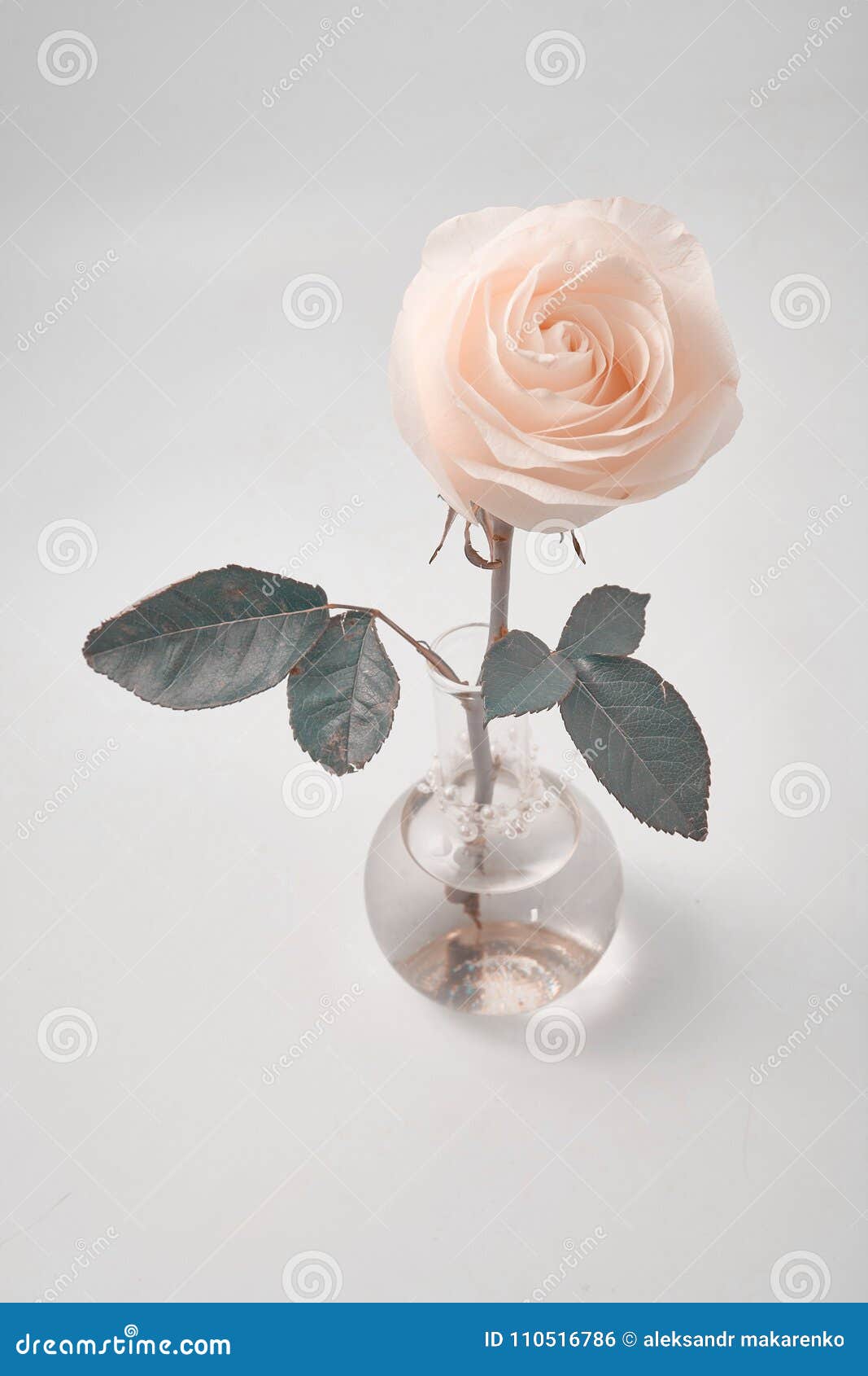 White Rose on White Background in Studio Stock Photo - Image of gift ...