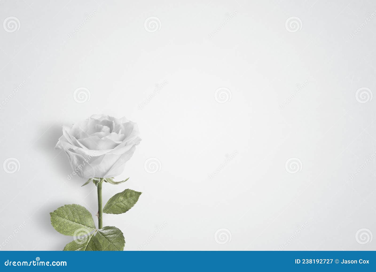 Single White Rose on a Plain Background with Space Stock Image - Image ...