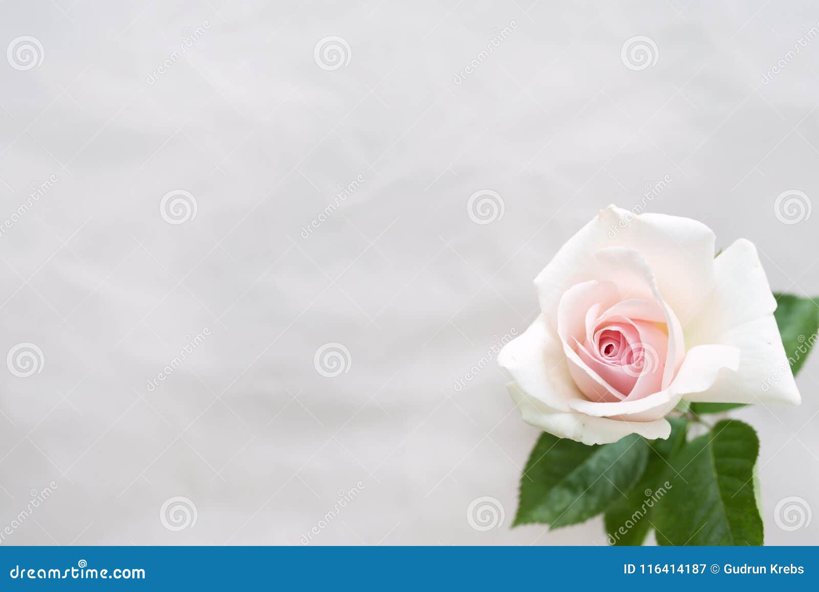 Single White Rose on Tender Background Stock Image - Image of flower ...