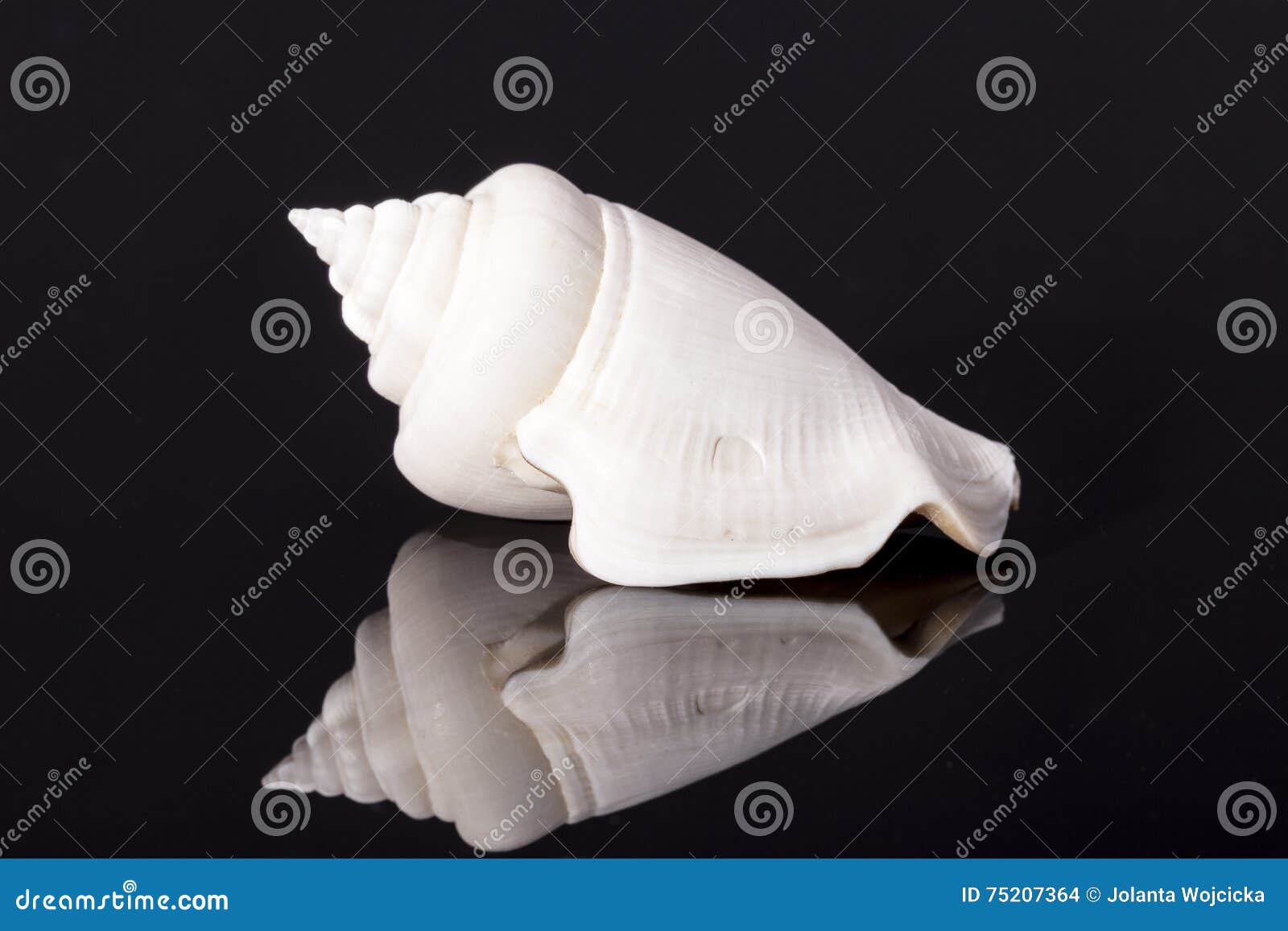 Single White Sea Shell Isolated on Black Background Stock Photo - Image ...
