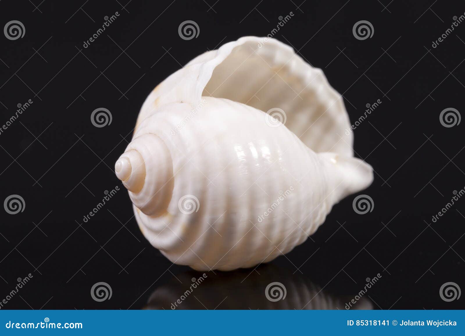 Single White Sea Shell Isolated on Black Background Stock Image - Image ...