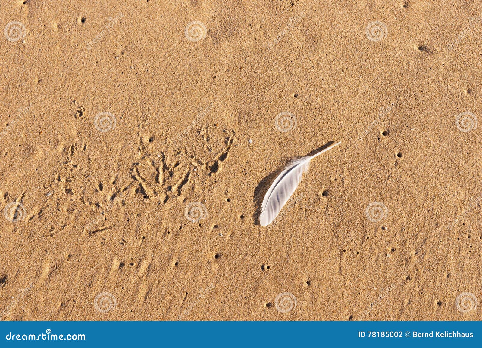 Single White Seagull Feather on Beach Stock Photo - Image of brown ...