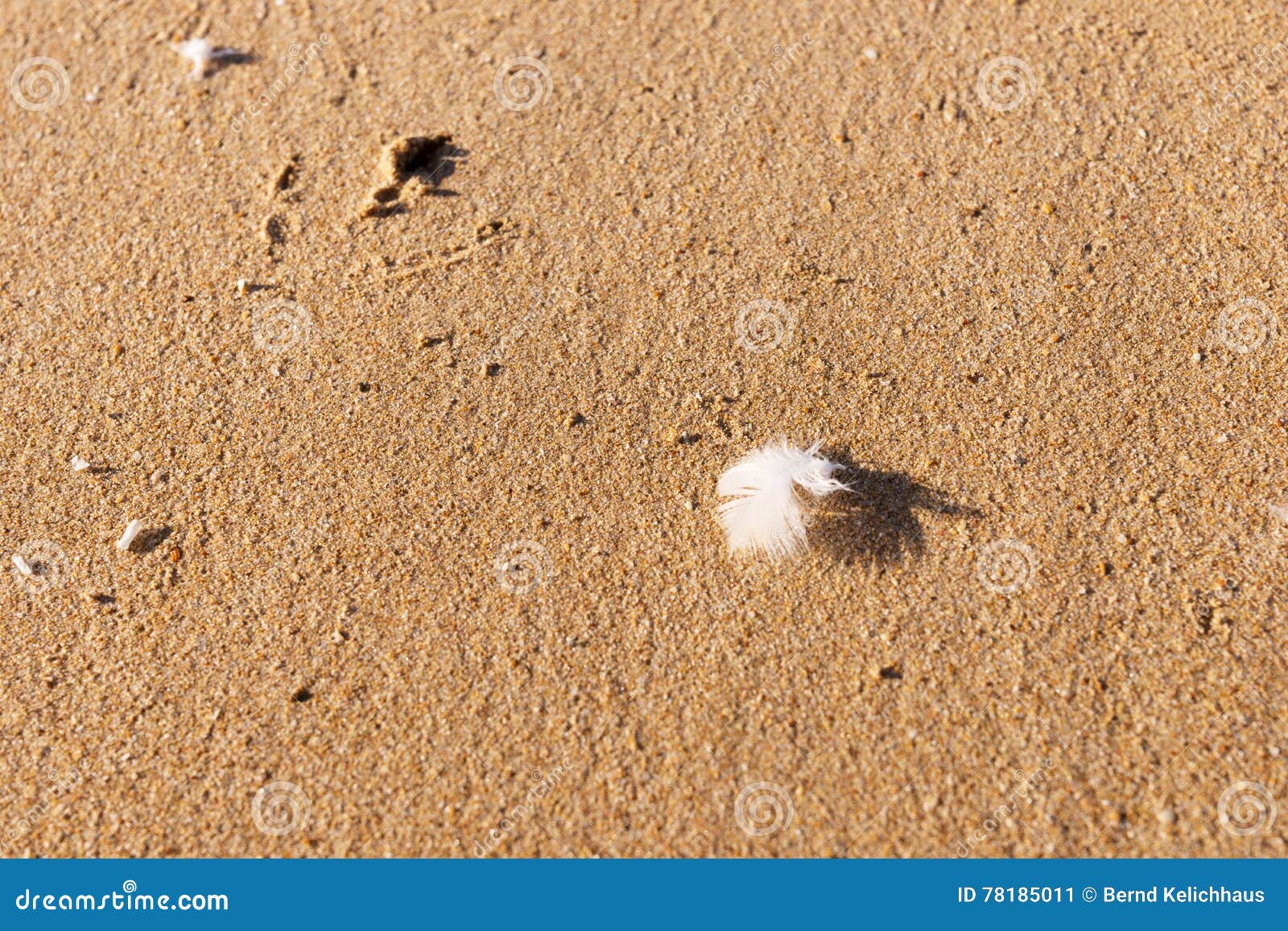 Single White Seagull Feather on Beach Stock Image - Image of desert ...