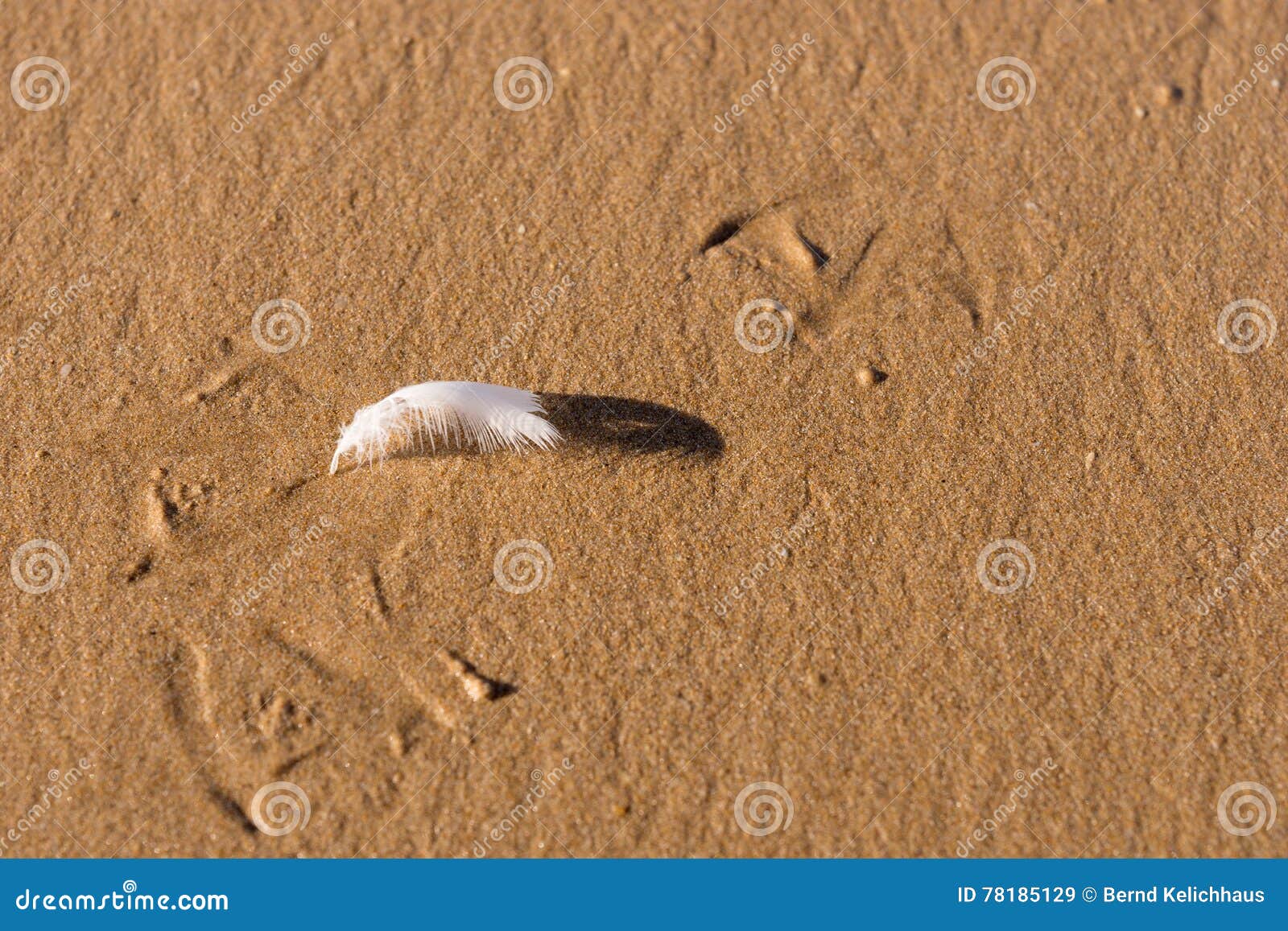 Single White Seagull Feather on Beach Stock Image - Image of macro ...