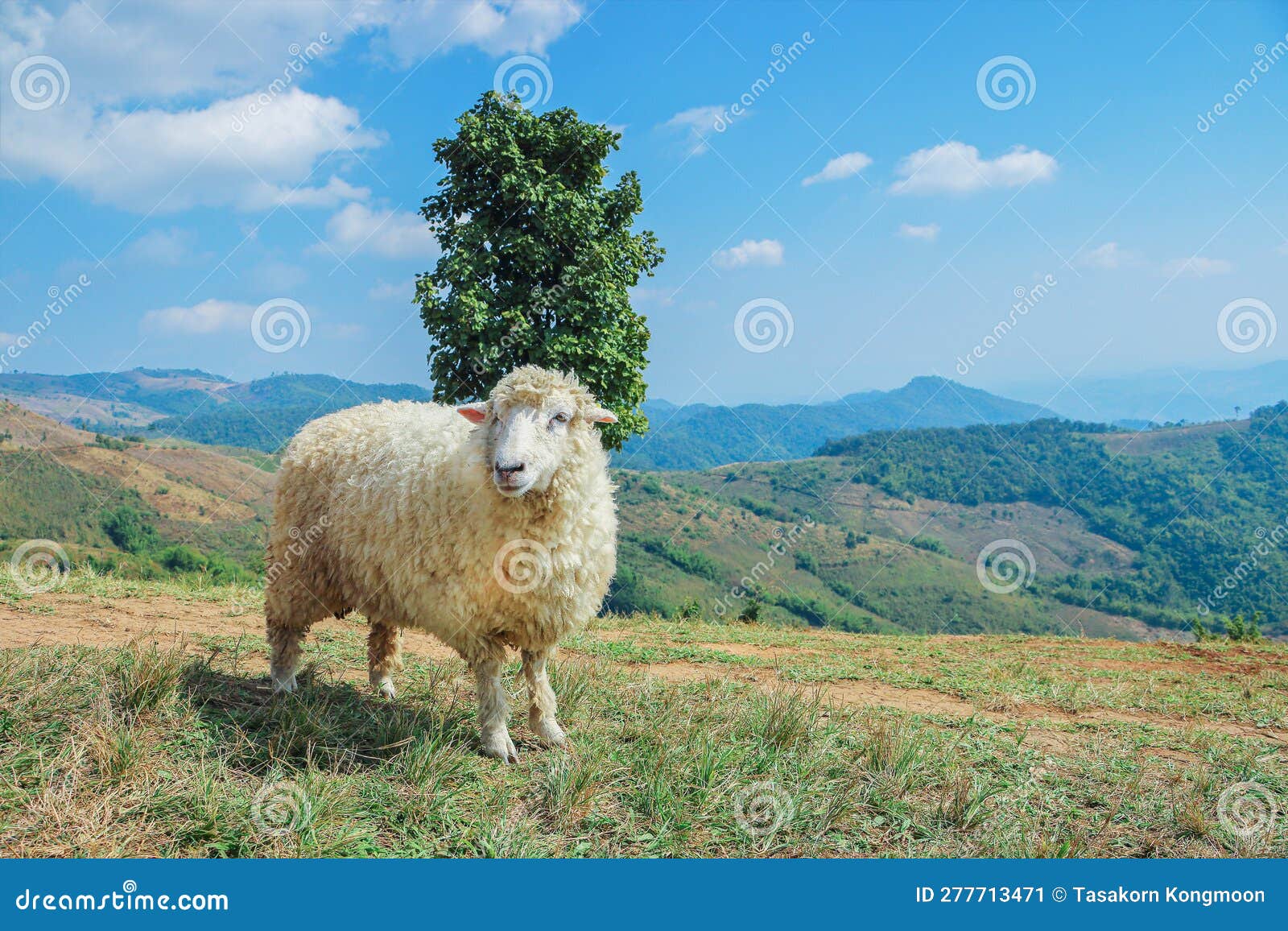 Single White Sheep on the Mountain Farm Stock Image - Image of mountain ...