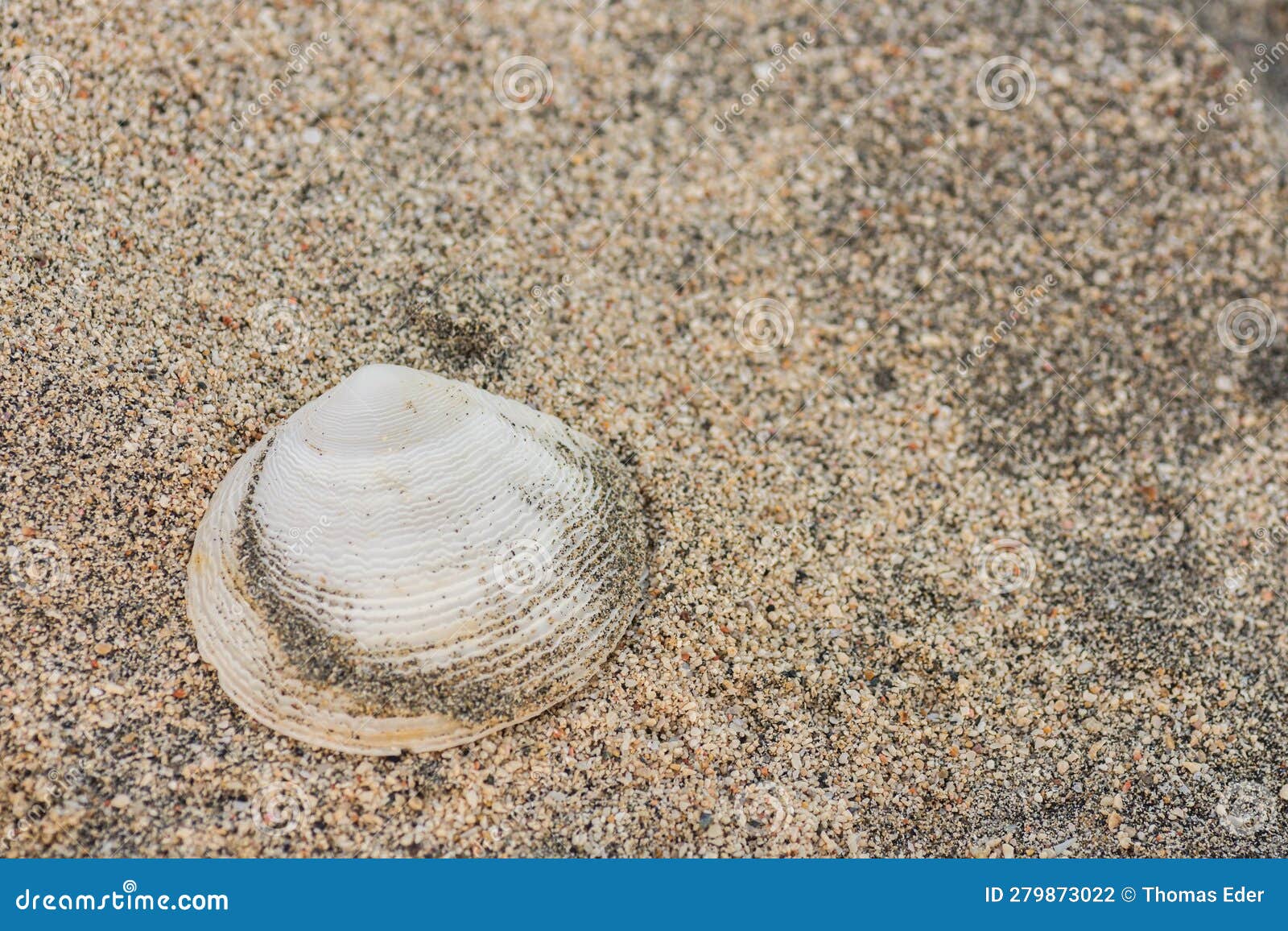 Single White Shell in the Sand from the Beach on Vacation Stock Photo ...